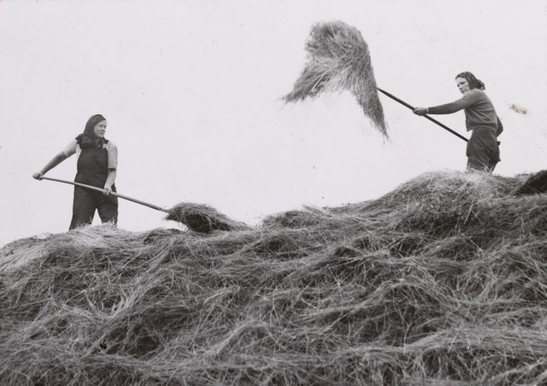The Dangers of Flax- perils of the Australian Women's Land Army