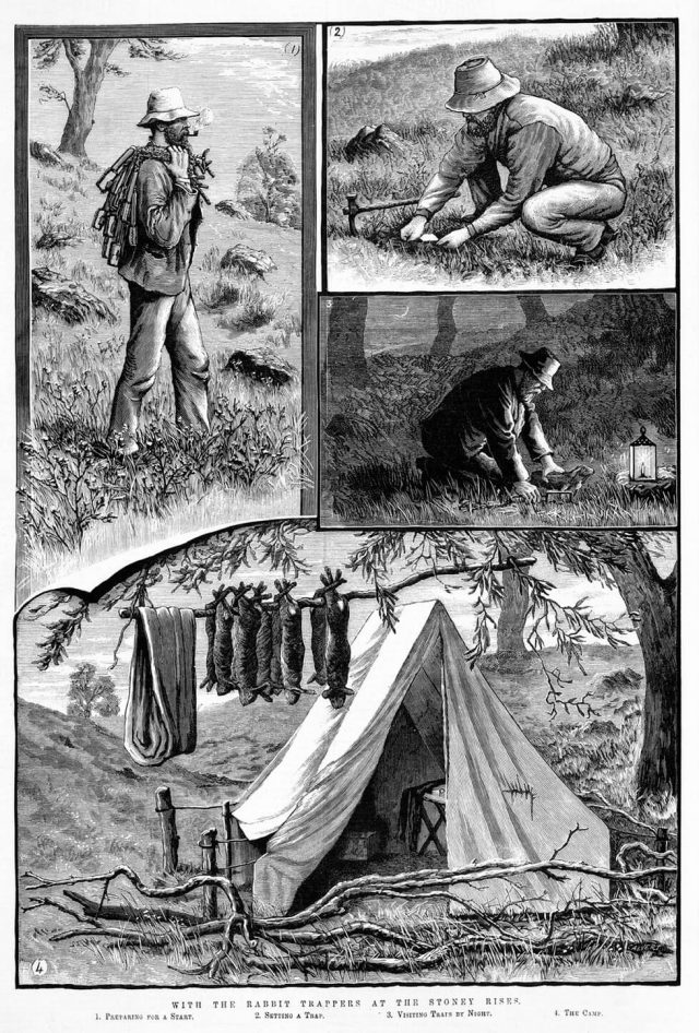 On the Land: the Rabbit Conquers Victoria – Old Treasury Building