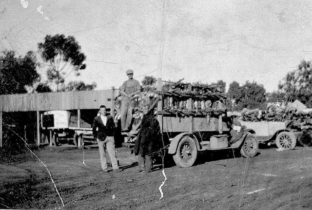 On the Land: the Rabbit Conquers Victoria – Old Treasury Building
